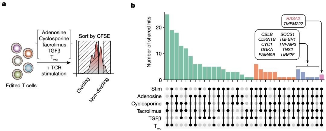 "Nature": New T-cell signaling checkpoint RASA2 comes out!Three top ...